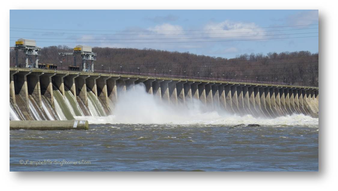 Inside Conowingo – Birding Boomers