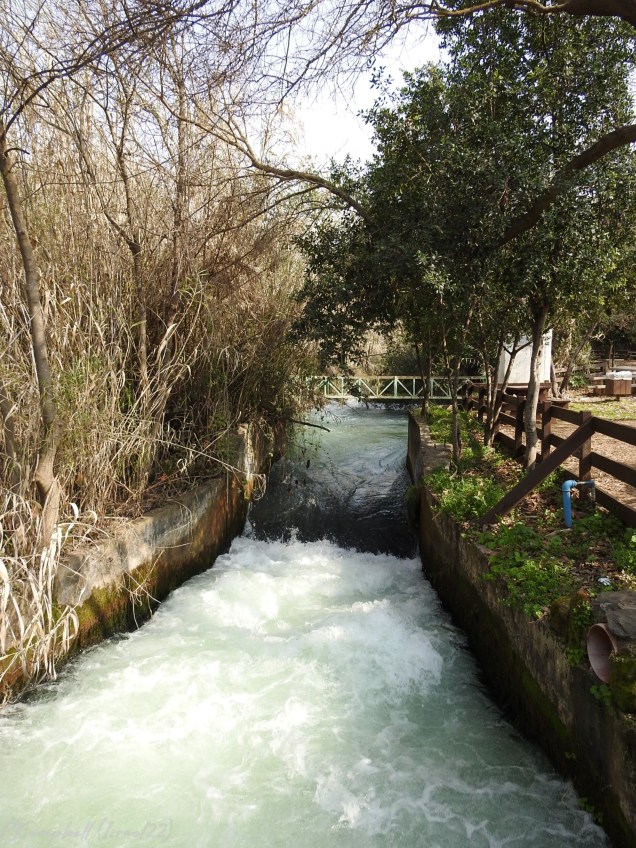 Abraham’s Gate and Tel Dan – Birding Boomers